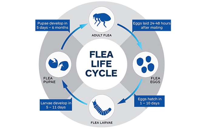 Environment Flea Control | NexGard®